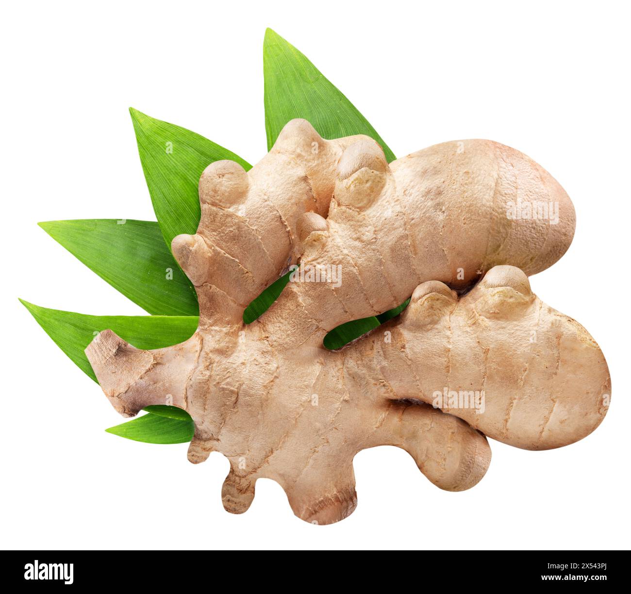 Ginger roots over green leaf top view. File contains clipping path ...