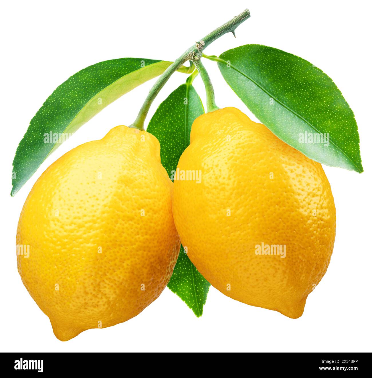 Two lemon leaves Cut Out Stock Images & Pictures - Alamy