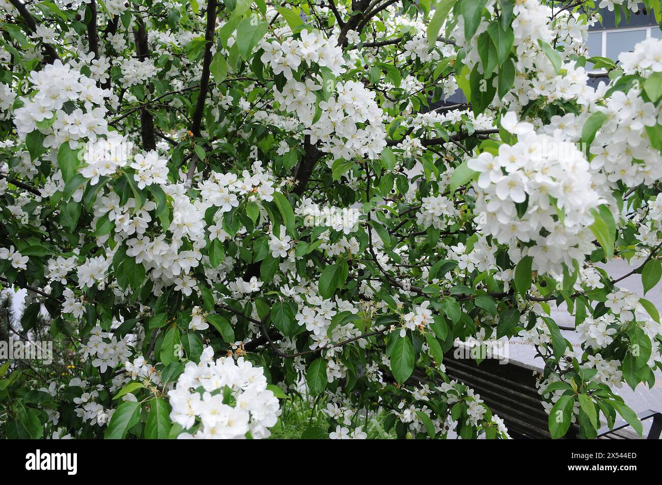 Copenhagen/ Denmark/05 May 2024 /Springs blooms in danish capital ...