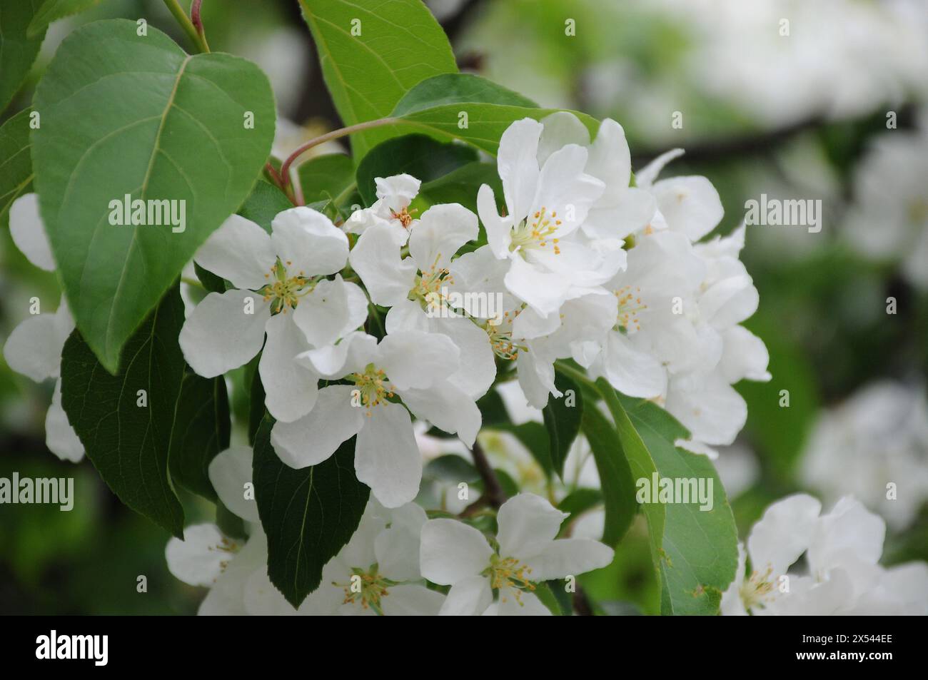 Copenhagen/ Denmark/05 May 2024 /Springs blooms in danish capital ...