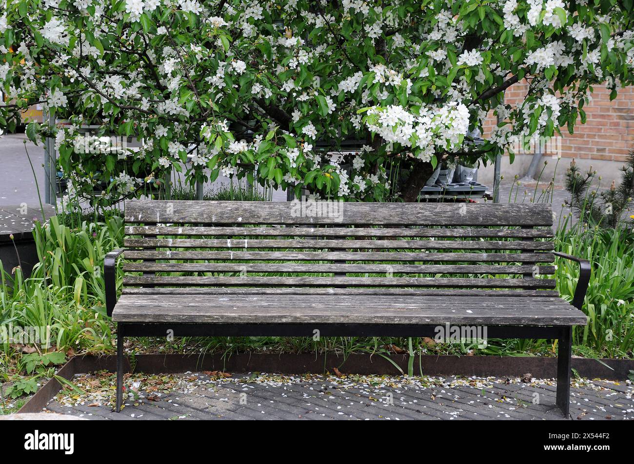 Copenhagen/ Denmark/05 May 2024 /Springs blooms in danish capital ...