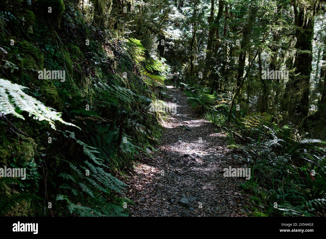 An inviting path through native bush in New Zealand - a tramping or ...