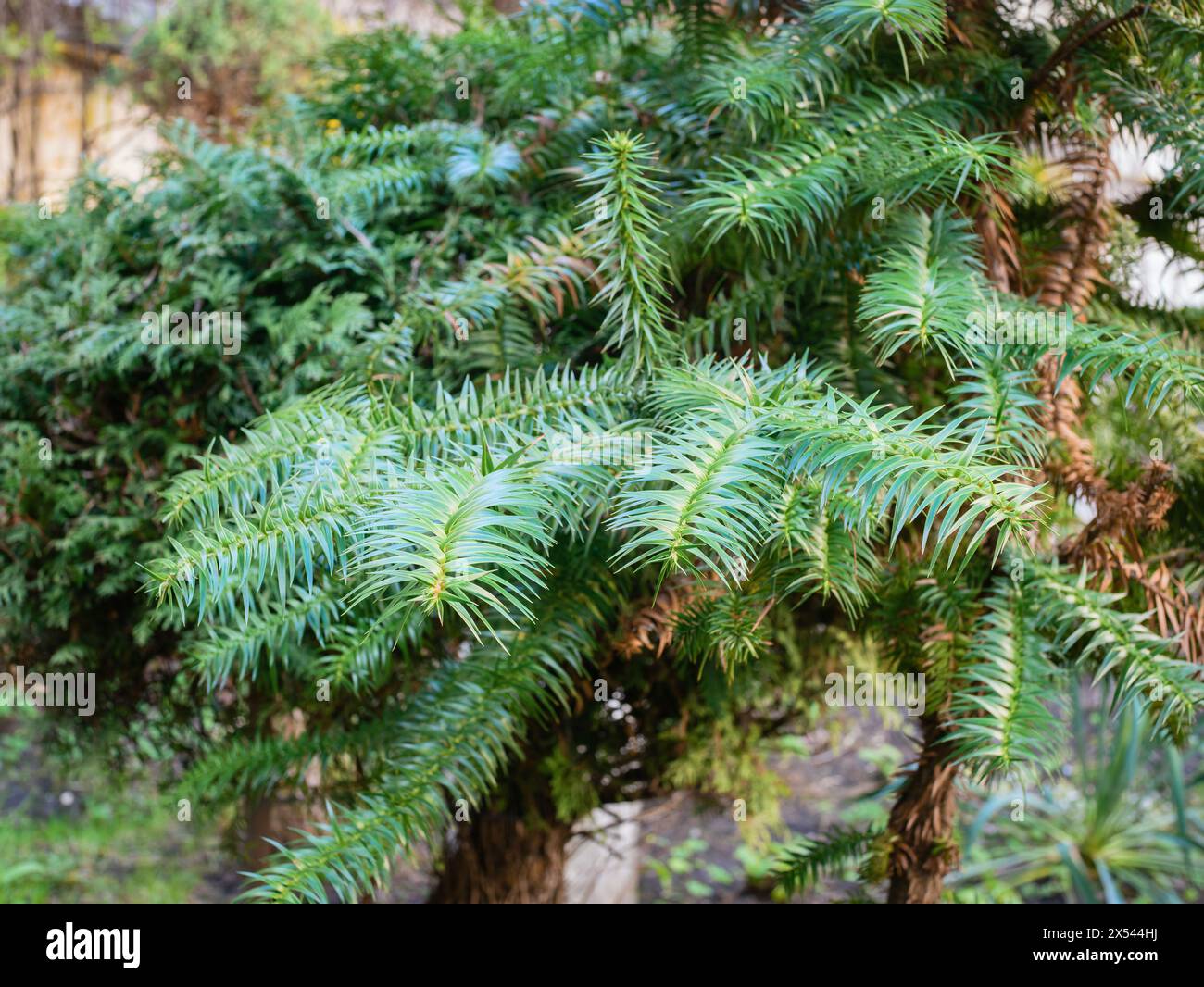 Branch of Cunninghamia lanceolata, commonly known as Chinese fir close ...
