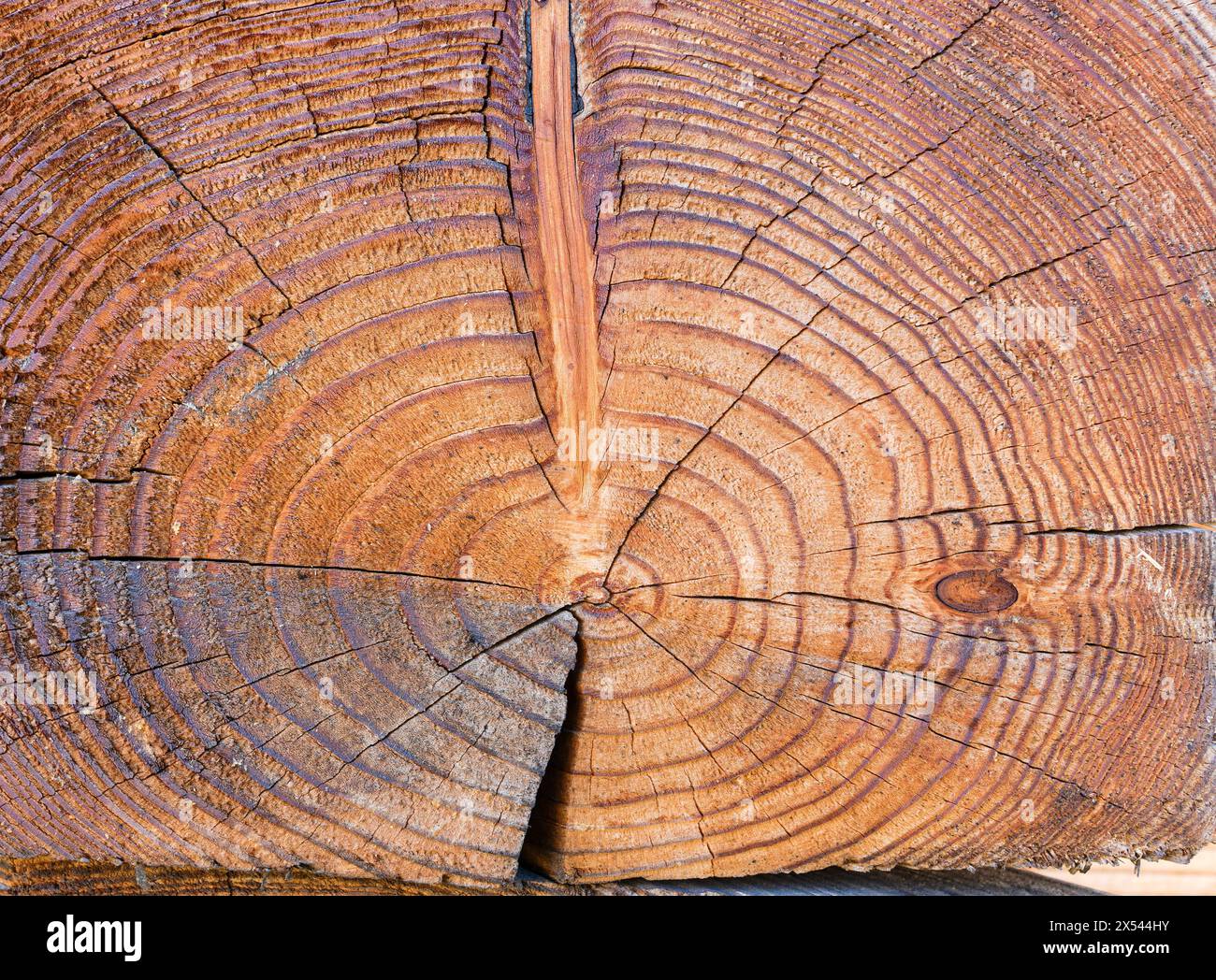 Log texture hi-res stock photography and images - Alamy