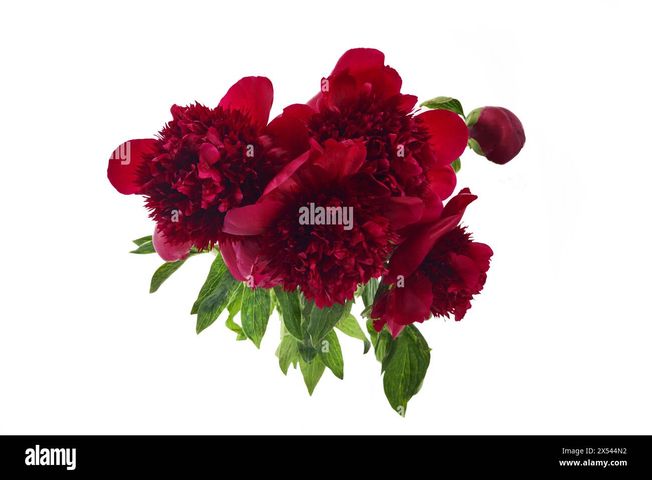 Vibrant Red Peonies Bouquet Isolated on White Stock Photo - Alamy