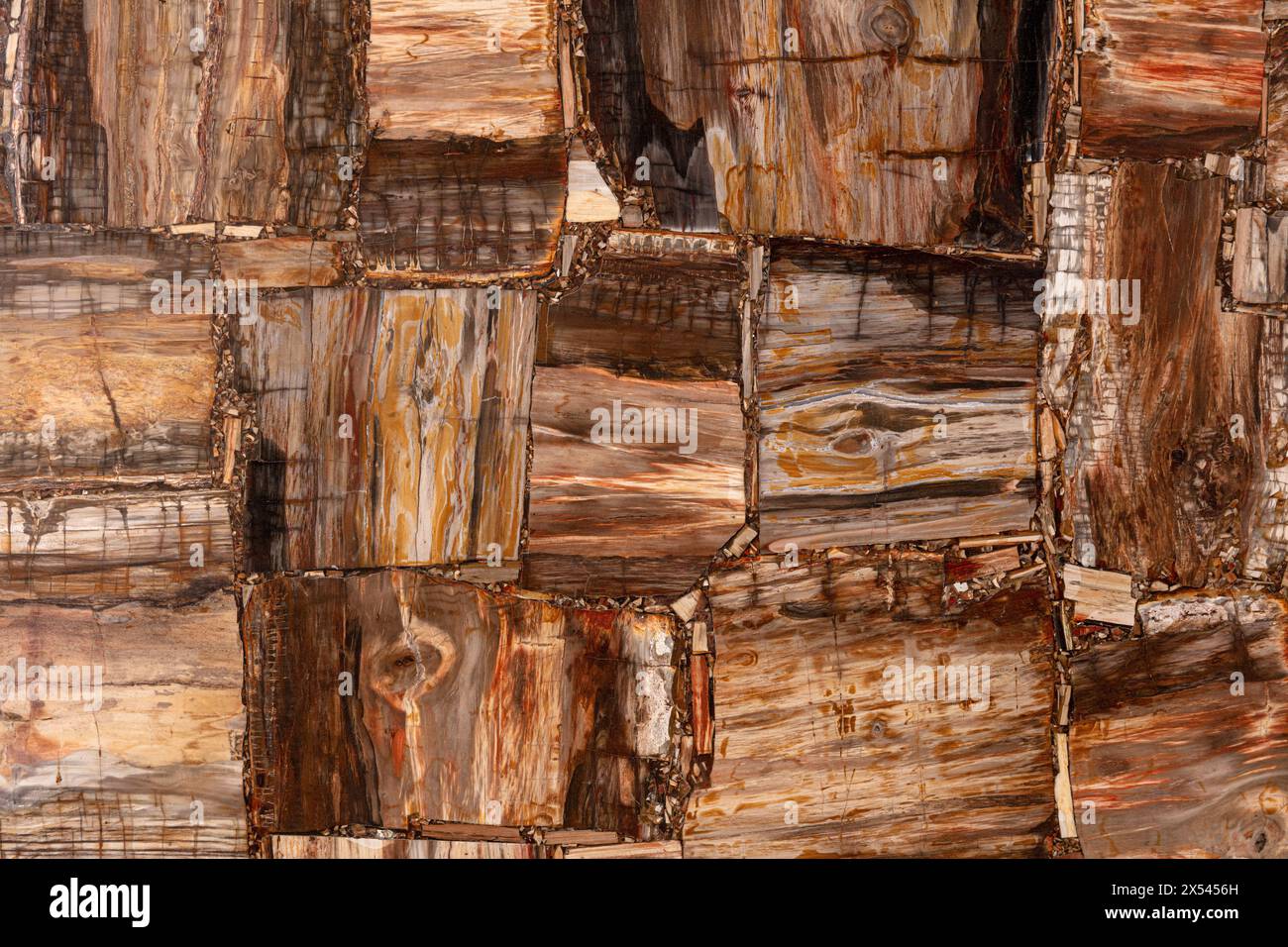 Petrified wood texture slab closeup. Semiprecious matt gemstone stone ...