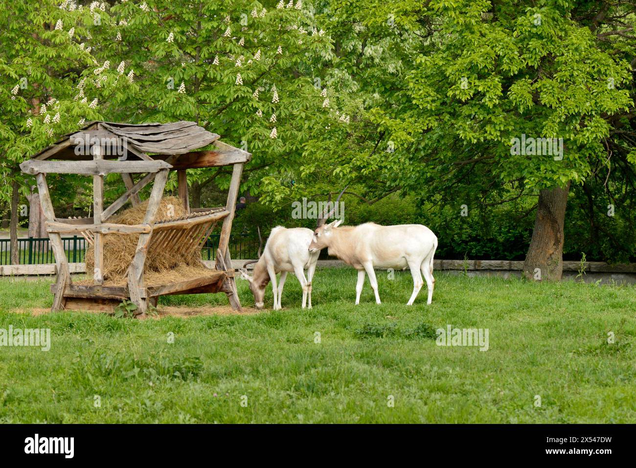 Addax white antelopes or screwhorn antelopes Addax nasomaculatus ...