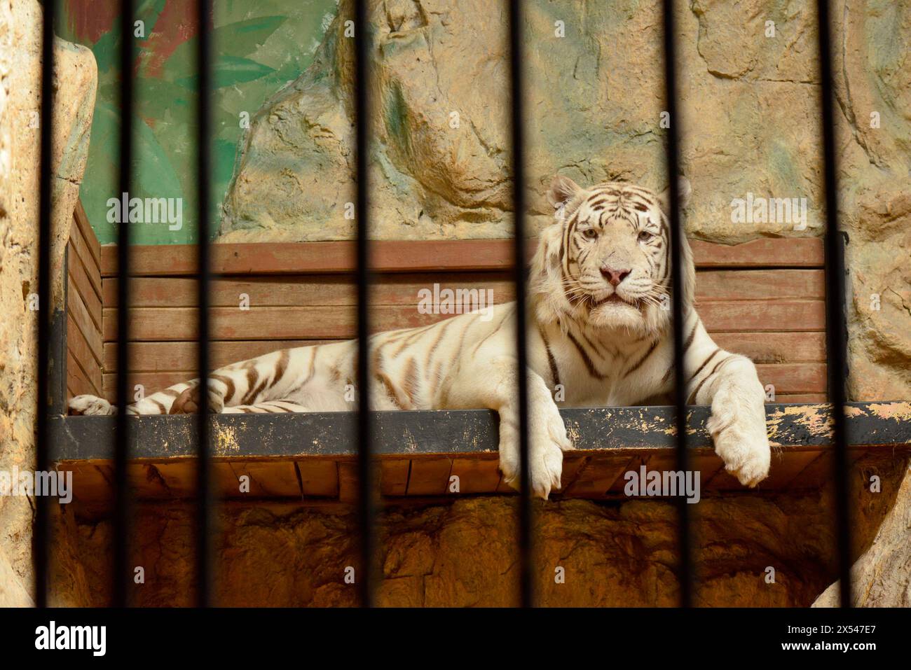 White Bengal tiger Panthera tigris tigris making eye contact in cage ...