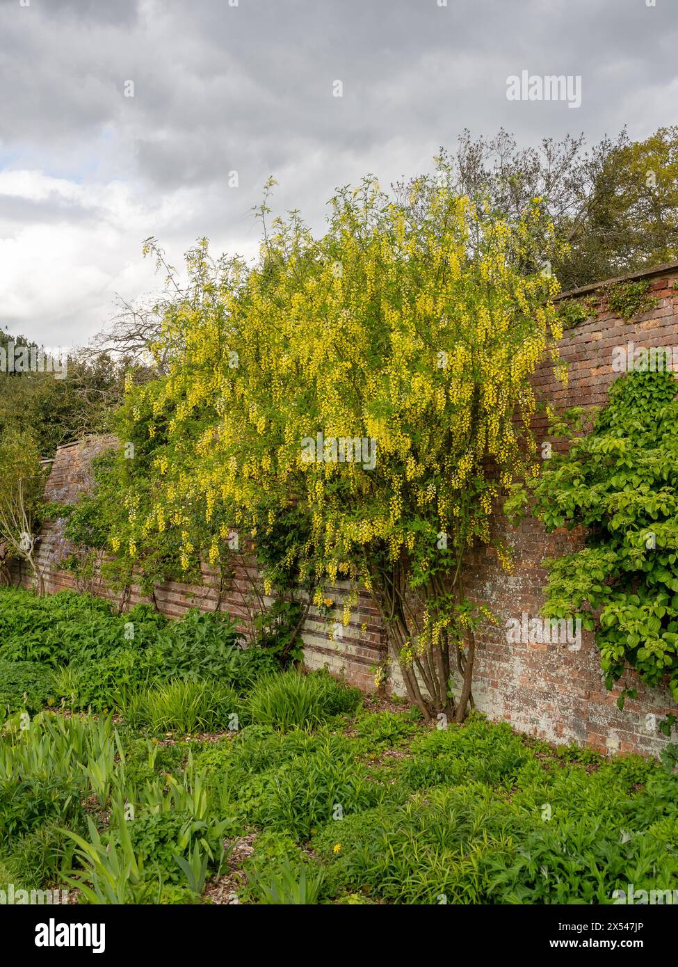 Mature yellow forsythia bush in full flower, Walled Garde, Delapre ...
