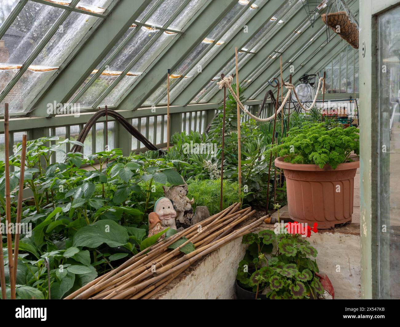 Interior view of a long tall lean-to greenhouse in the Walled Garden ...