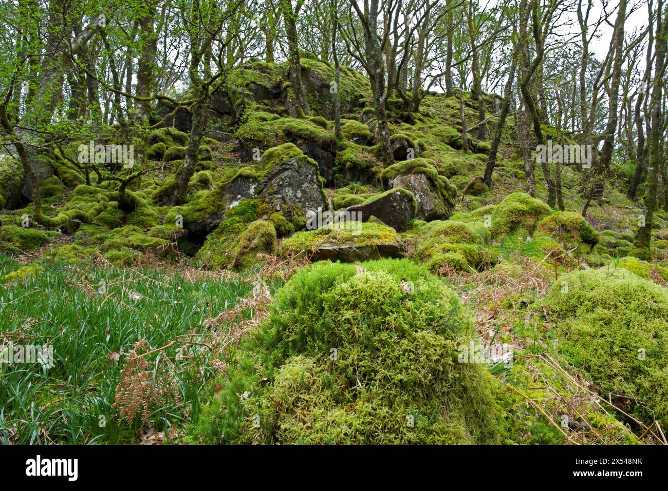 This Celtic Temperate Rainforest in the LLugwy Valley (Snowdonia) is ...