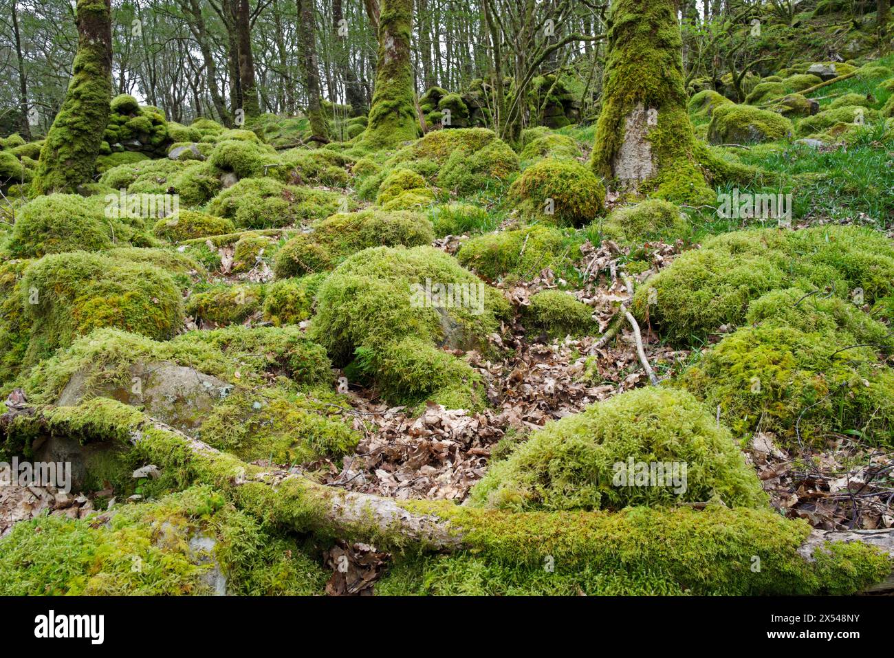 This Celtic Temperate Rainforest in the LLugwy Valley (Snowdonia) is ...