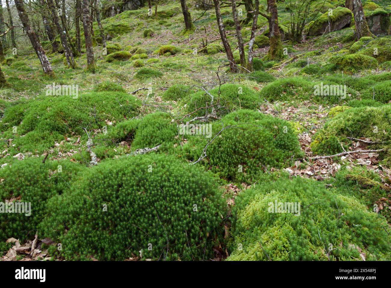 This Celtic Temperate Rainforest in the LLugwy Valley (Snowdonia Stock ...