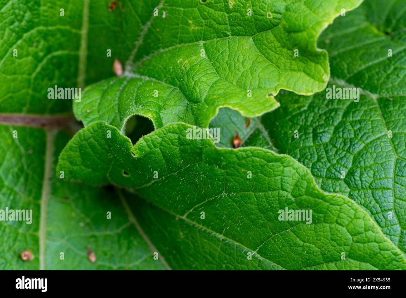 Folded leaf hi-res stock photography and images - Alamy