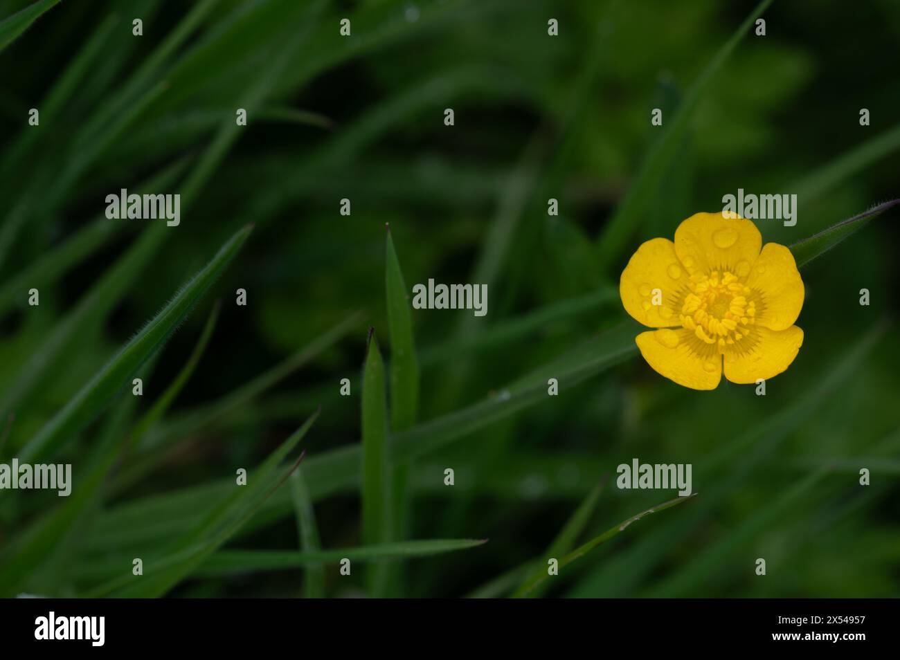 Close-up of a buttercup flower against dark green grass, England in ...