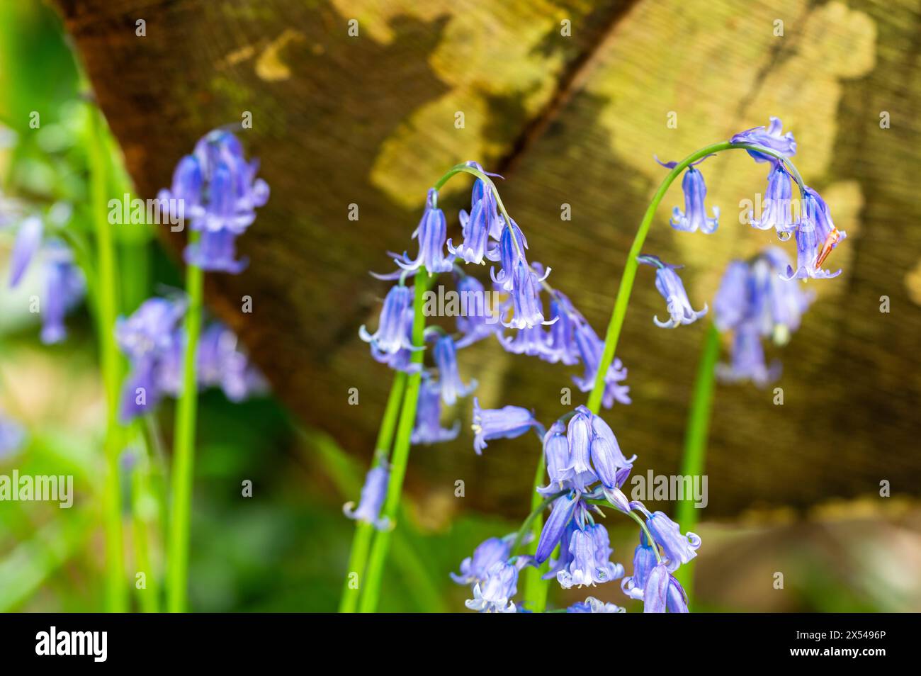 Bluebells close-up in Sussex woodland - spring wildflowers ...