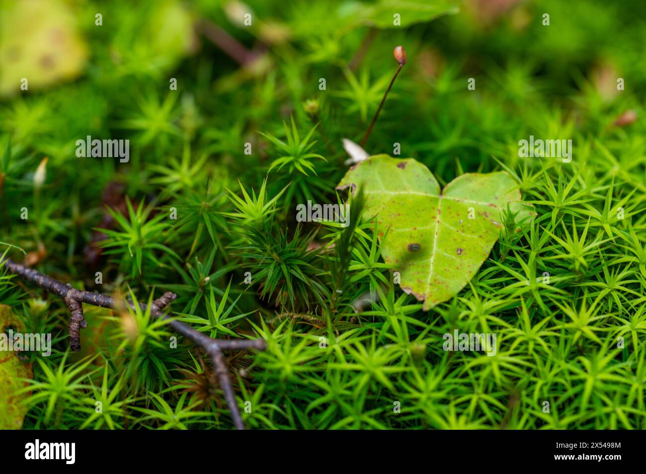 Ivy leaf resting on a bed of spiky haircap moss, polytrichum, in a damp ...