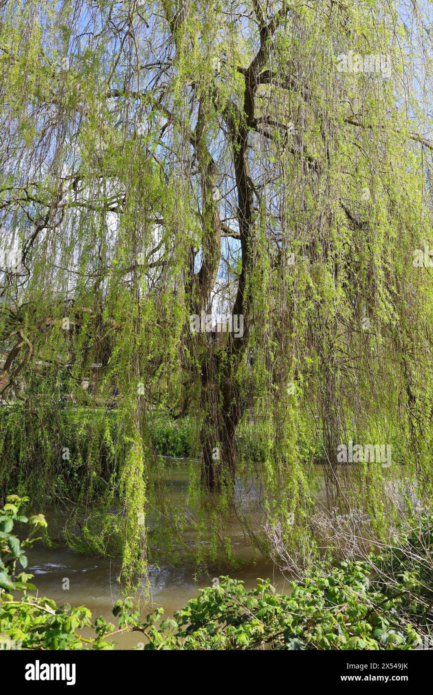 Beautiful weeping willow tree (Salix Babylonica) next to the Avon River ...