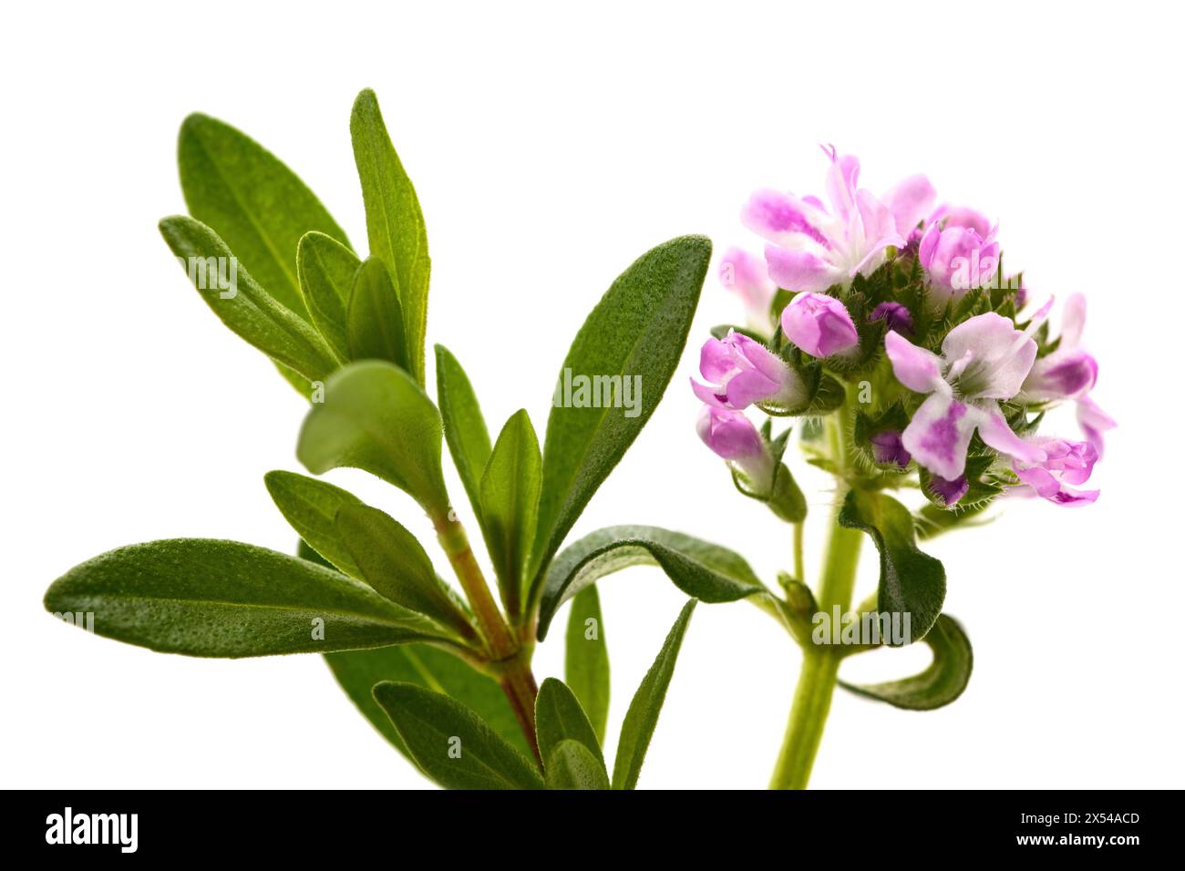 Summer savory flower isolated on white background Stock Photo - Alamy