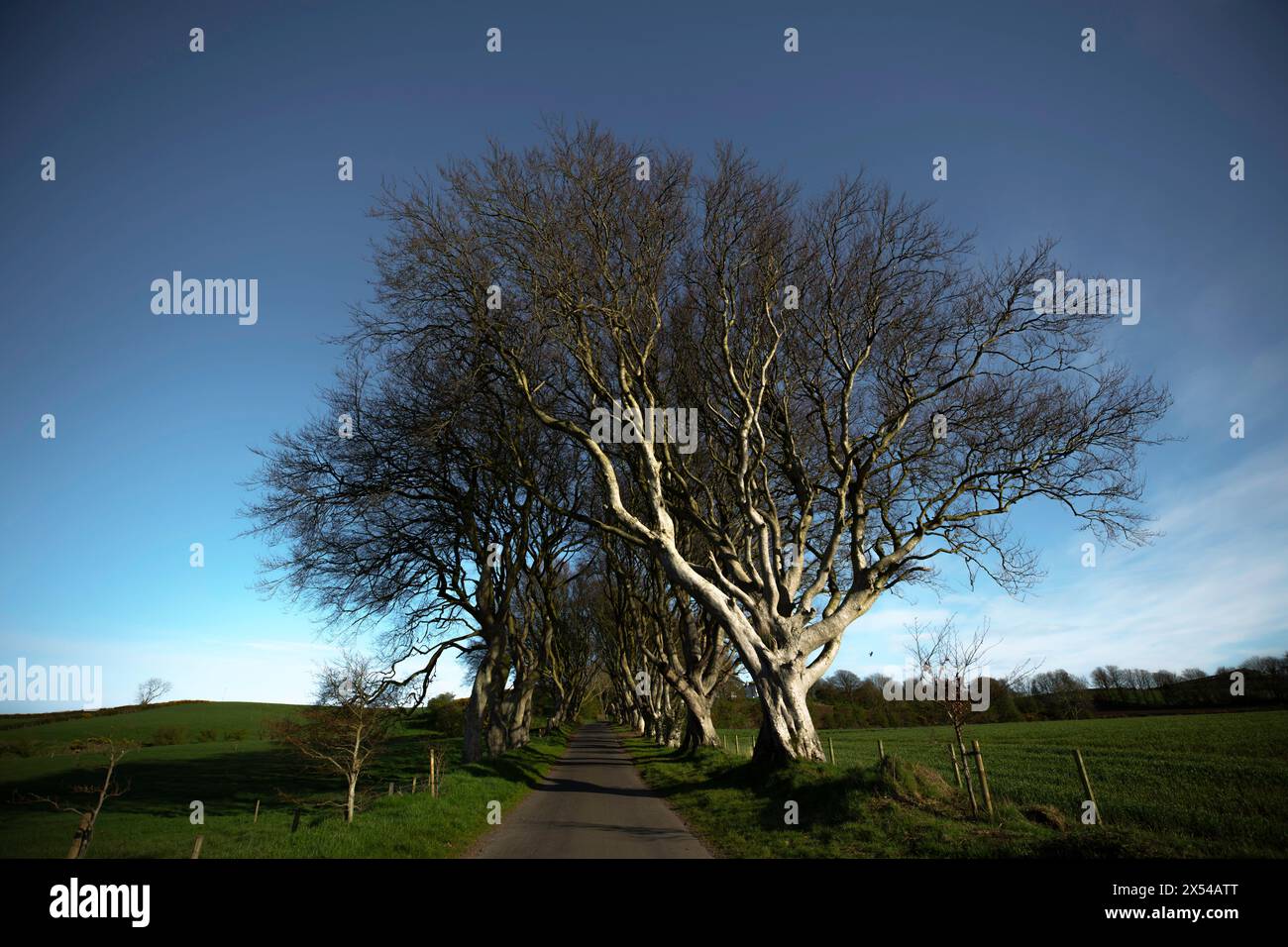 Avenue of trees Stock Photo - Alamy