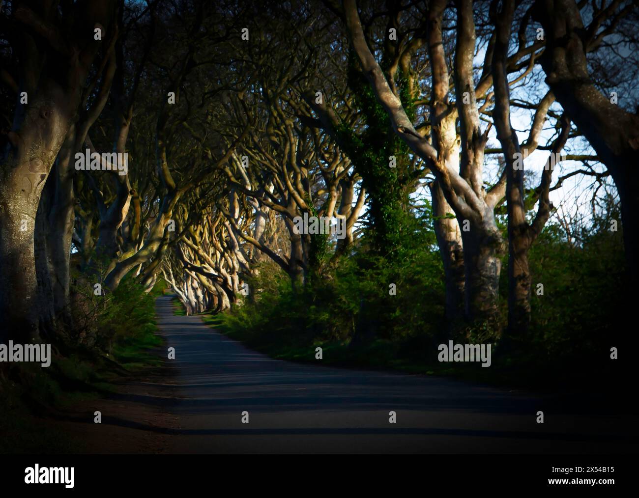 AVENUE OF TREES Stock Photo - Alamy