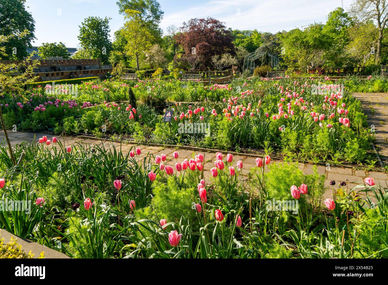 Tulips flowering in garden of the Horniman Museum and Gardens, Forest ...