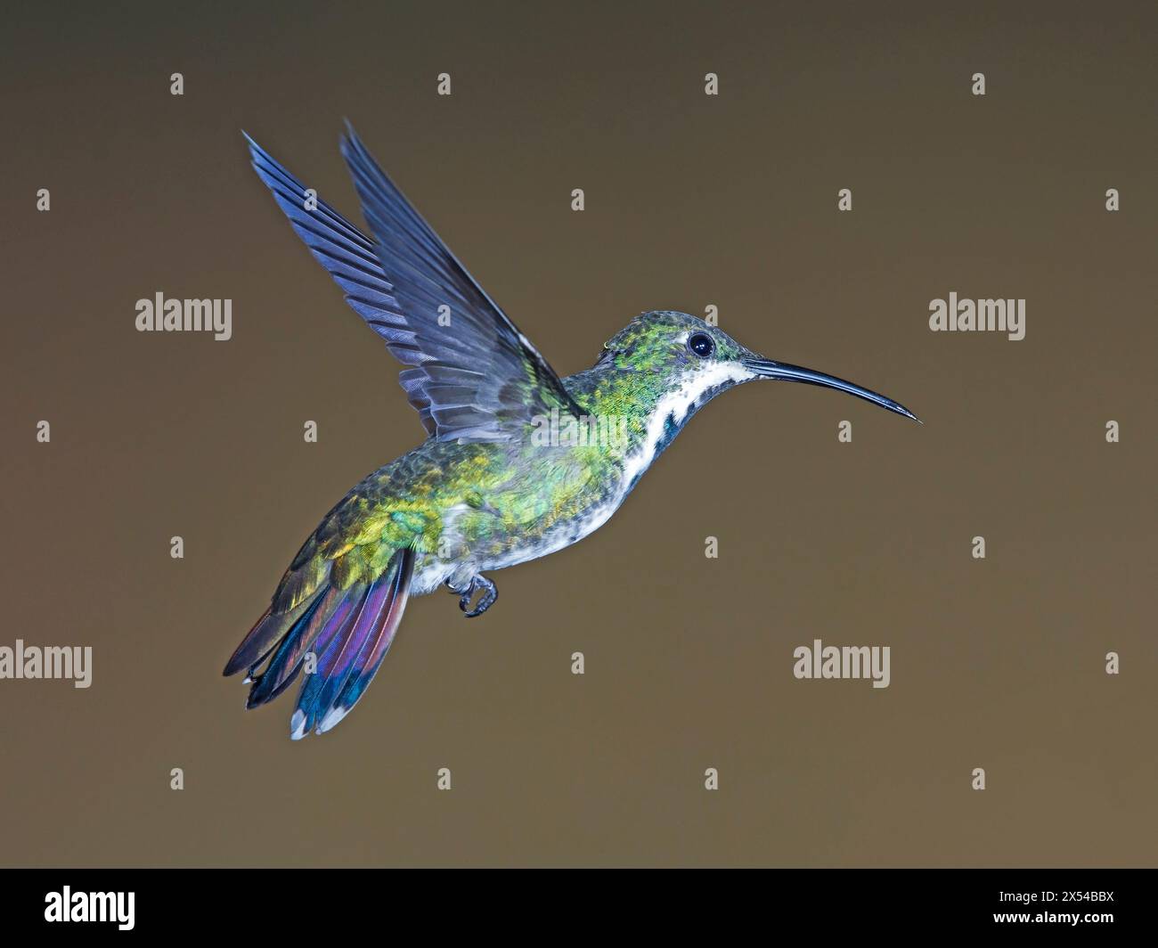 Female green breasted mango hummingbird hovering Stock Photo - Alamy