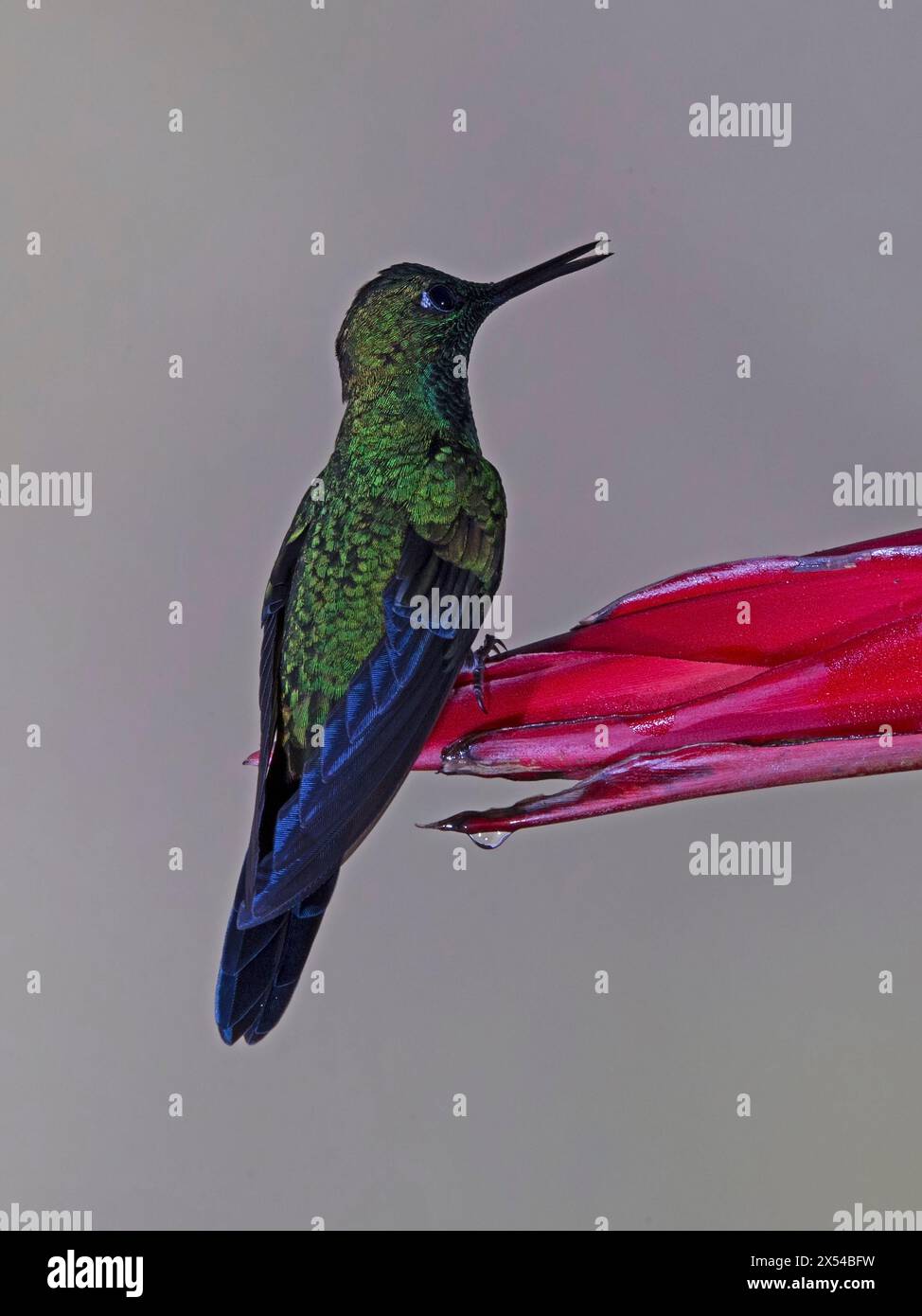 Brilliant birds hi-res stock photography and images - Alamy