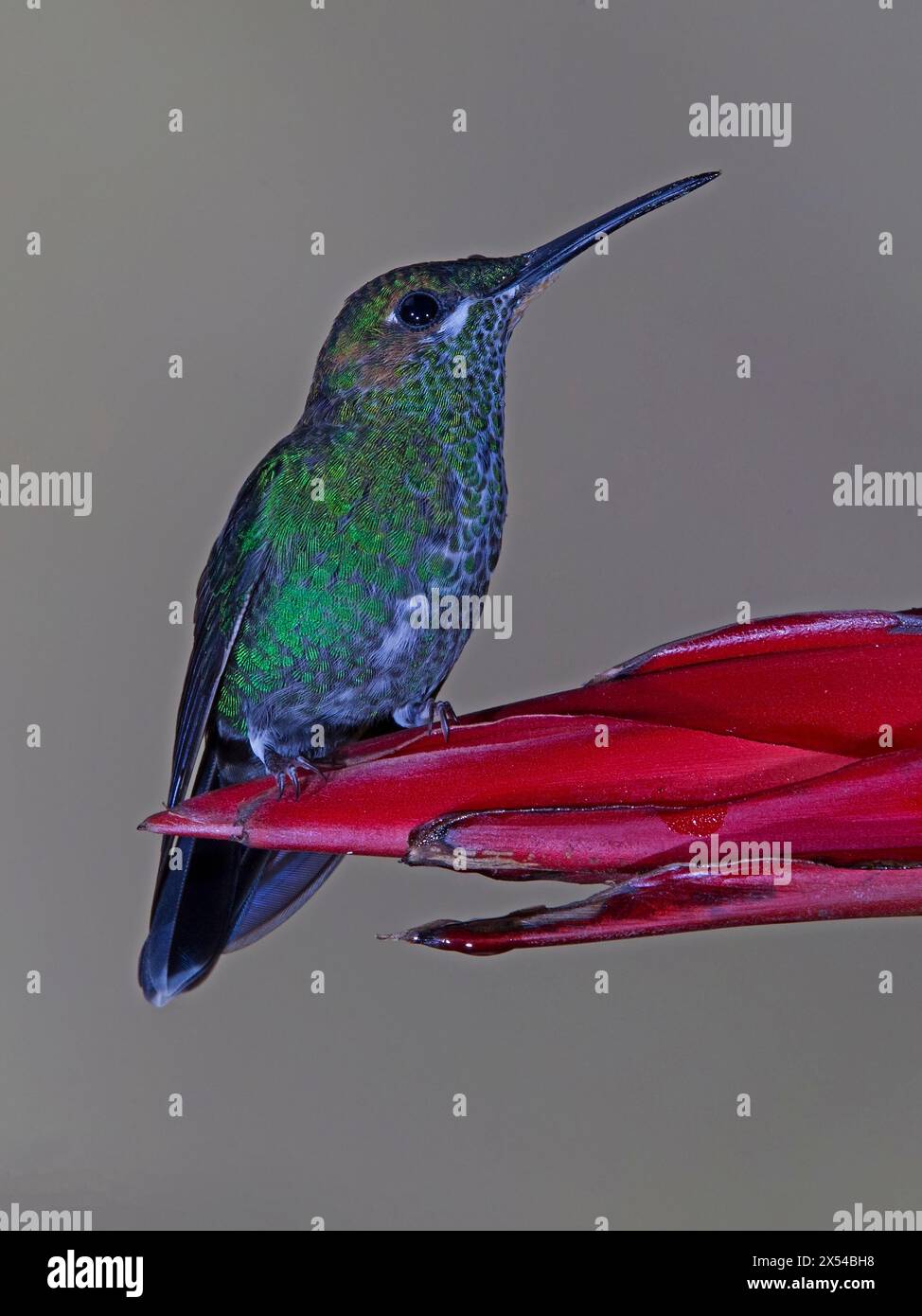 Female green-crowned brilliant hummingbird perched Stock Photo - Alamy