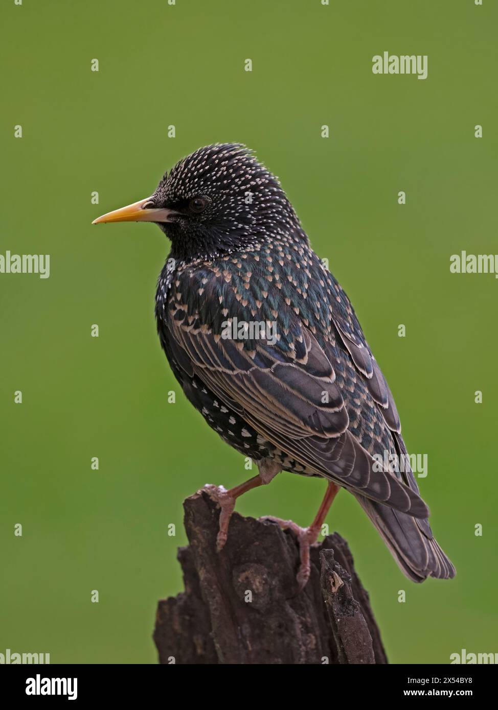 Common starling perched Stock Photo - Alamy