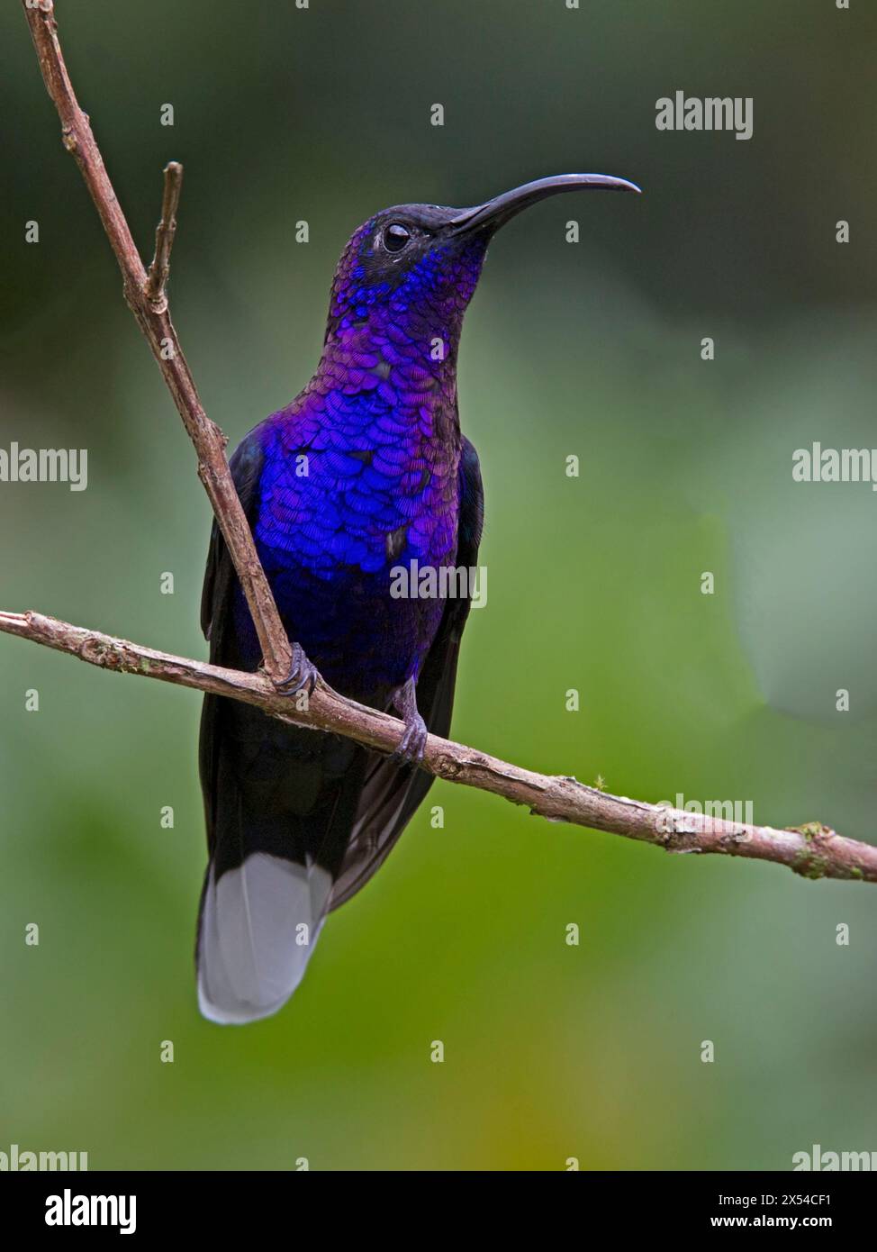 Sabrewing hi-res stock photography and images - Alamy