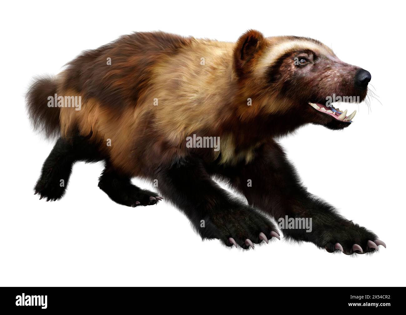 3D rendering of a wolverine animal isolated on white background Stock ...