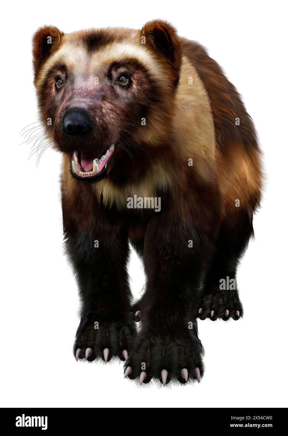 3D rendering of a wolverine animal isolated on white background Stock ...