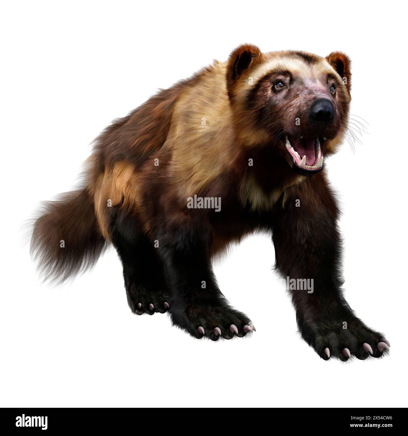 3D rendering of a wolverine animal isolated on white background Stock ...
