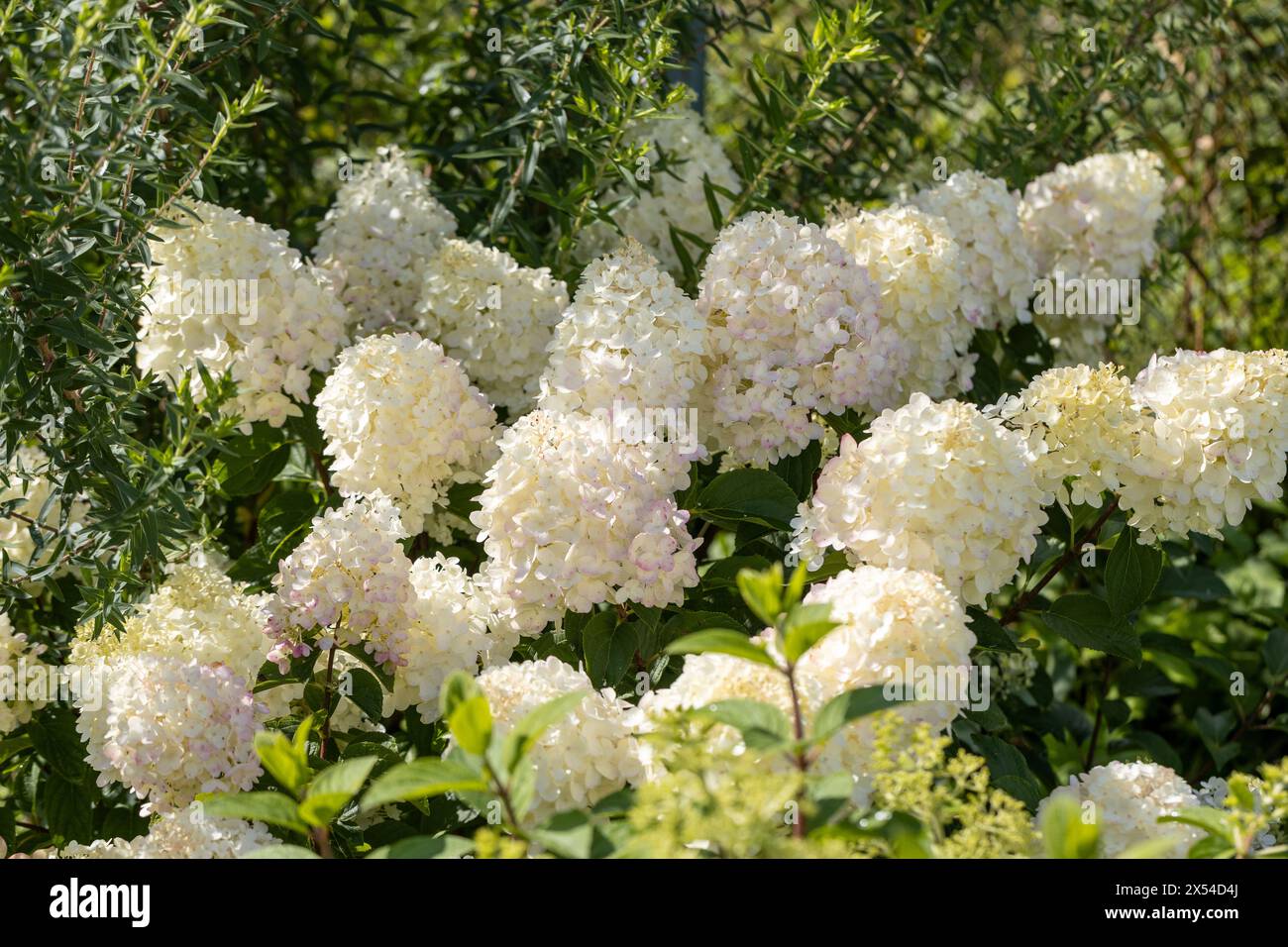 Hydrangea paniculata sort Silver Dollar: hydrangea paniculata blooms on the Bush in the garden ...