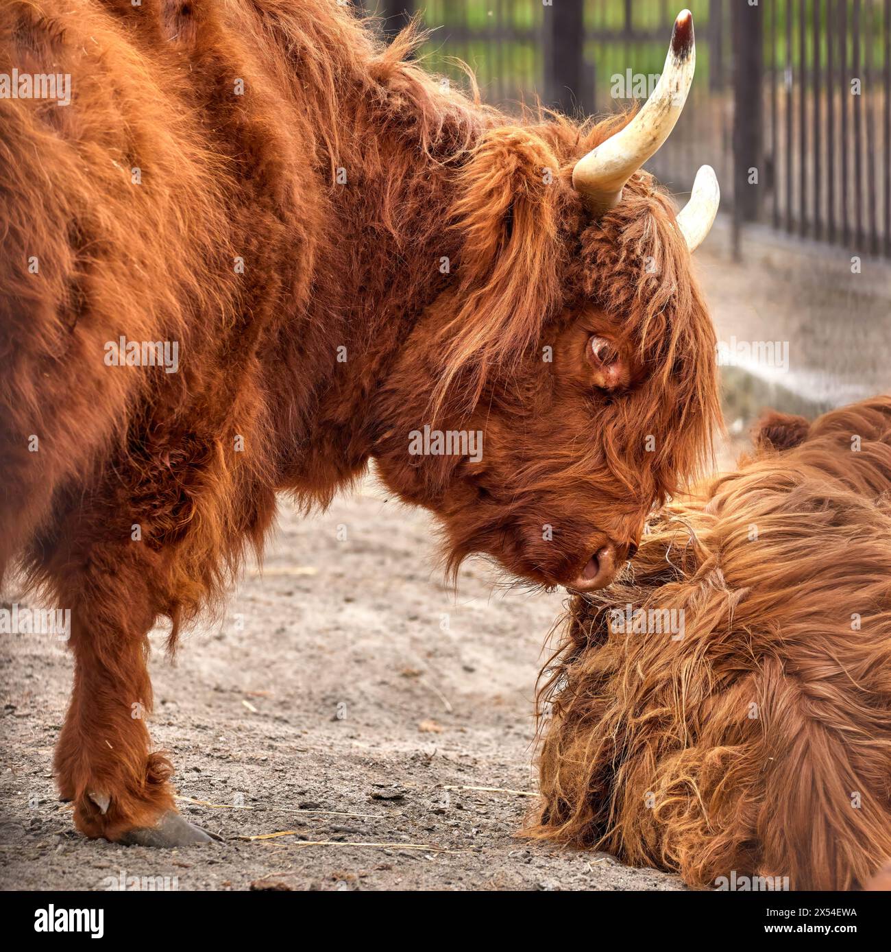 Animal image of a Scottish Highland cattle bull Stock Photo - Alamy