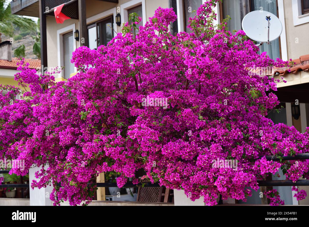 Beautifull bright pink flowering bougainvillea bush in front of the ...