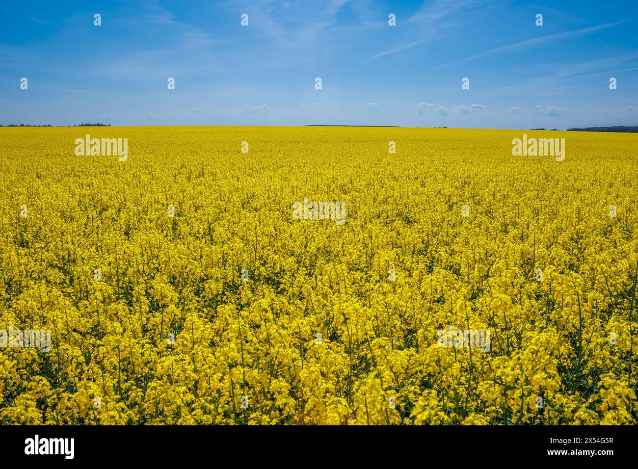 field of beautiful springtime golden flower of rapeseed with blue sky ...