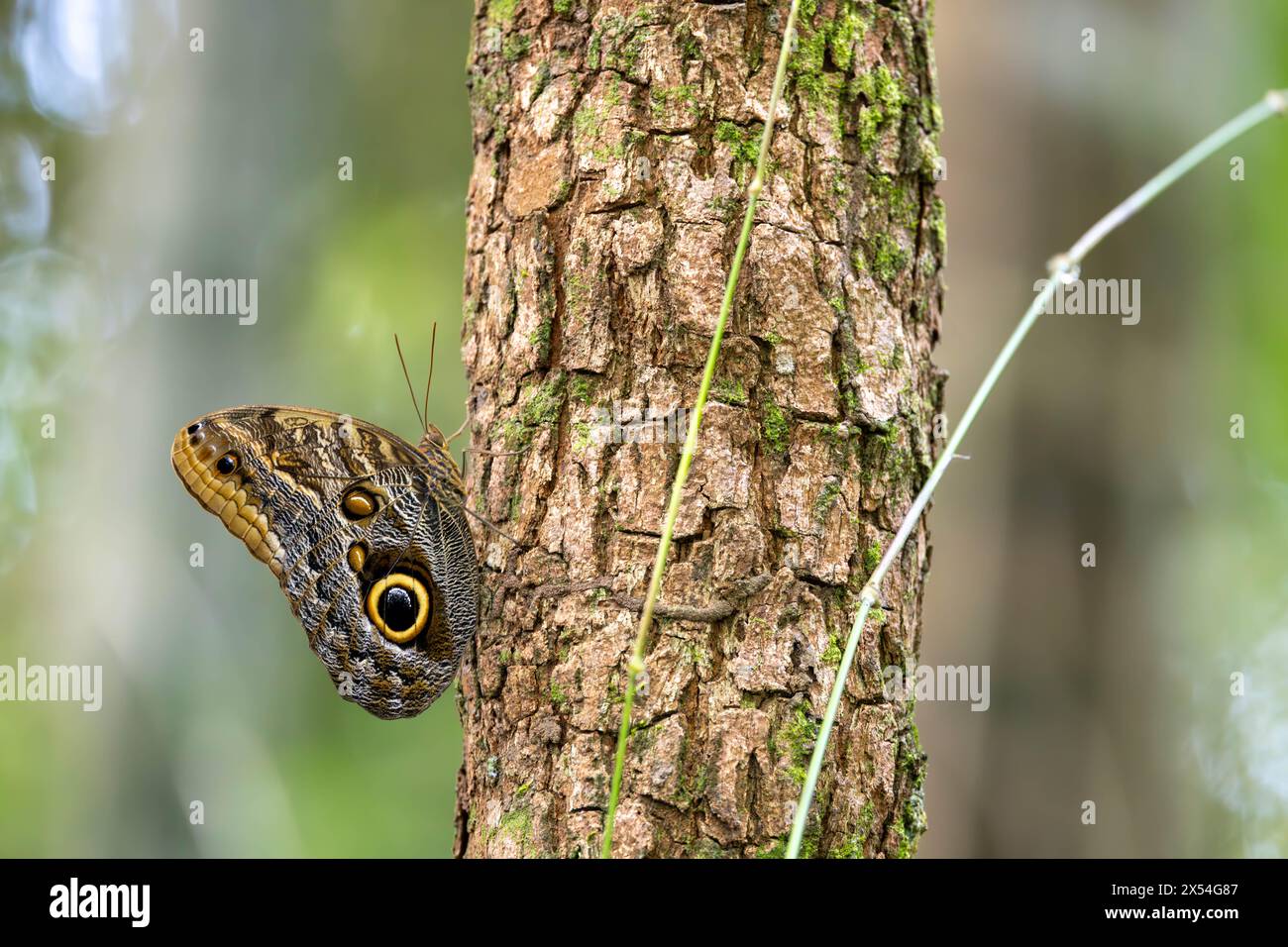 Camouflaged butterfly on a tree branch Stock Photo - Alamy