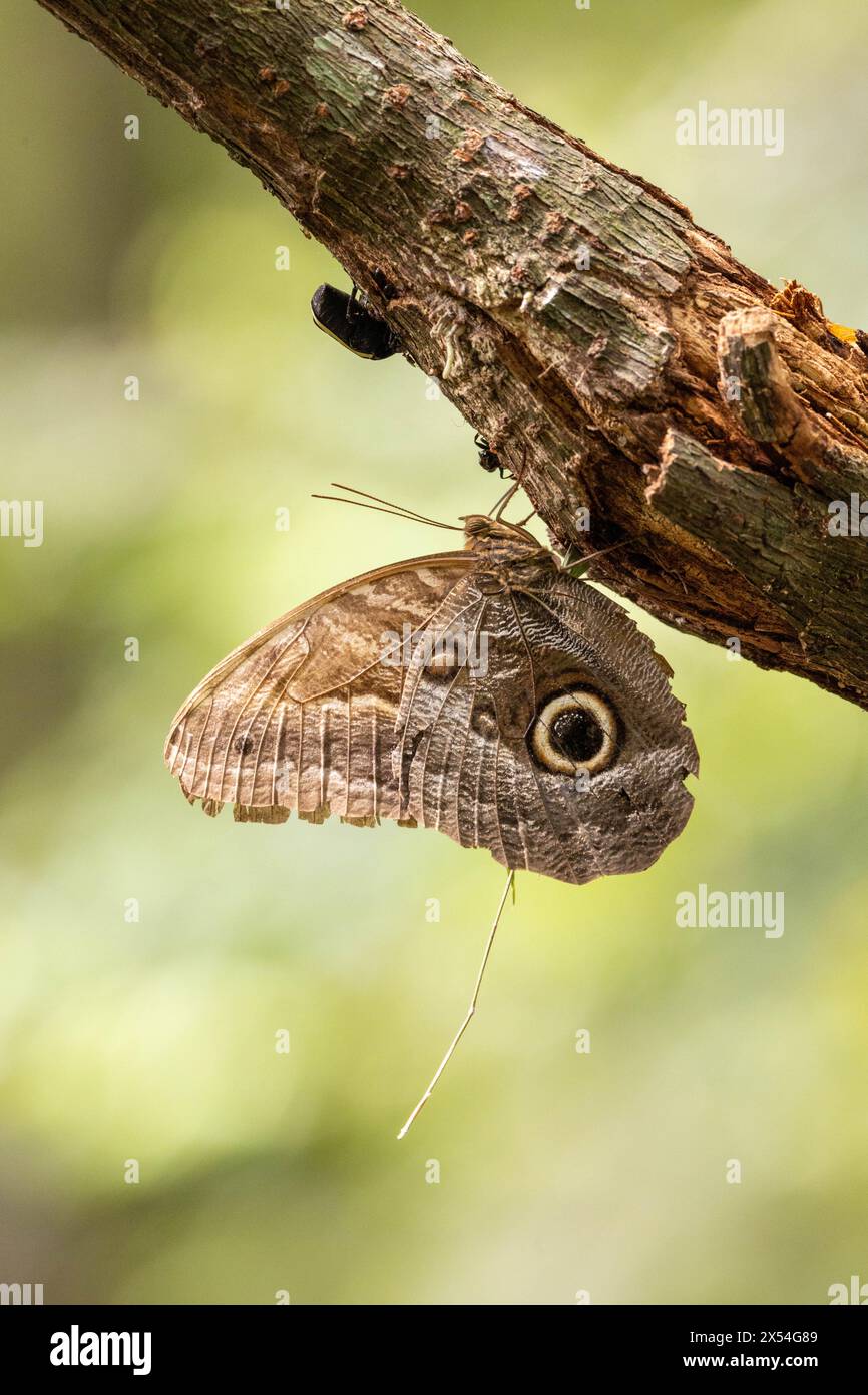 Camouflaged butterfly on a tree branch Stock Photo - Alamy