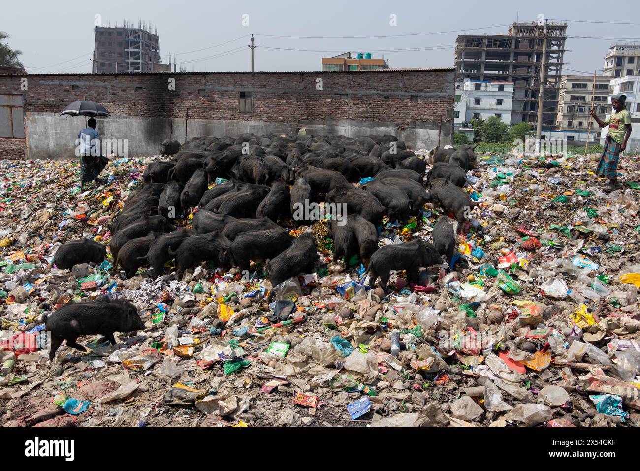 Narayanganj, Dhaka, Bangladesh. 07th May, 2024. The practice of rearing ...