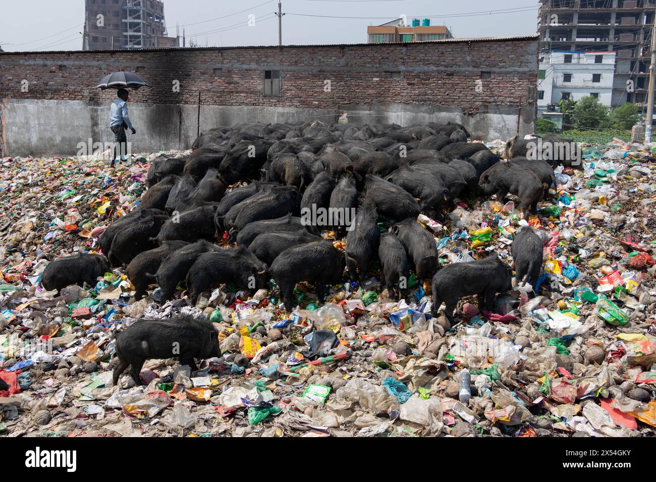 Narayanganj, Dhaka, Bangladesh. 07th May, 2024. The practice of rearing ...