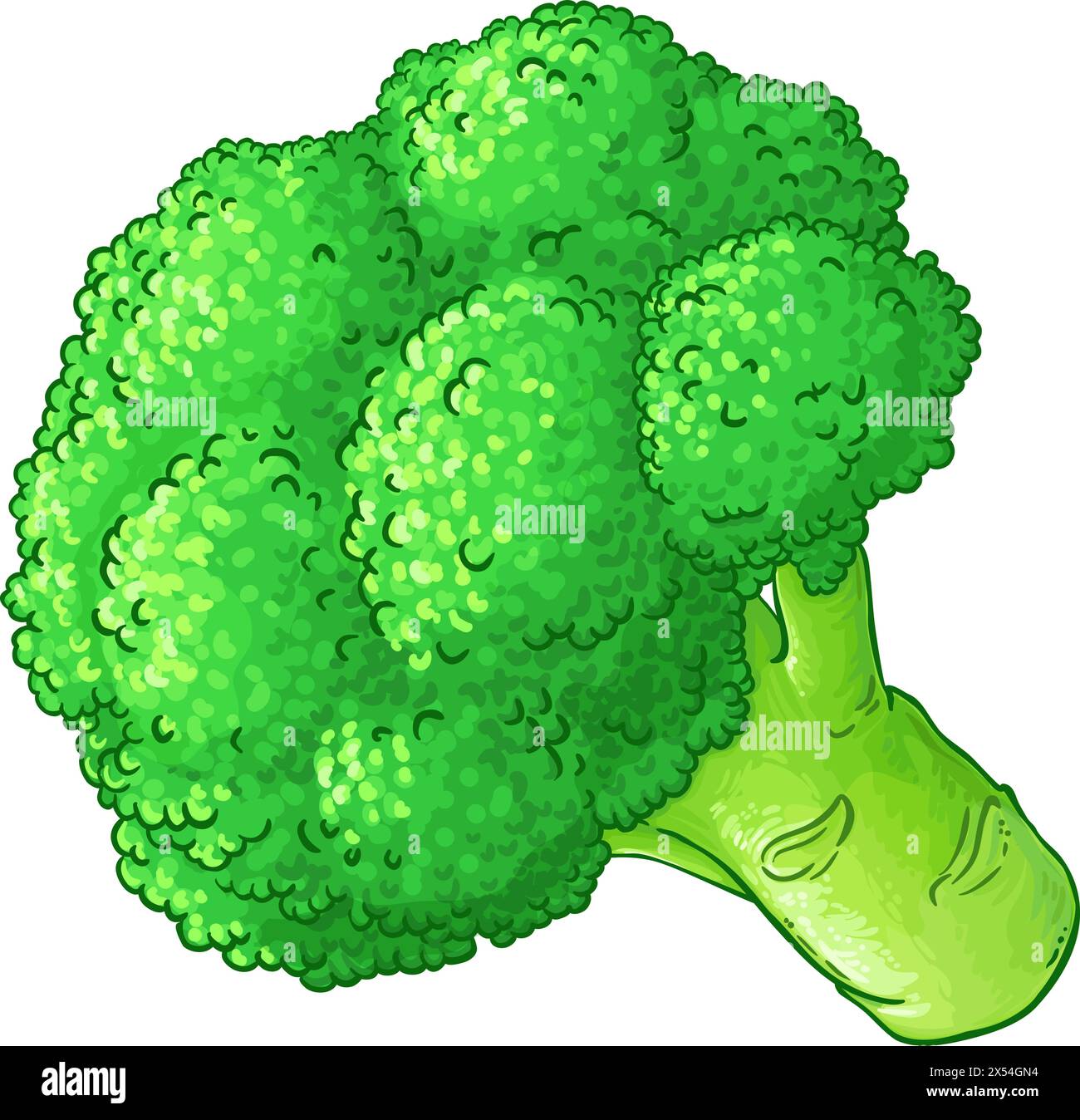 Broccoli Vegetable Colored Detailed Illustration Stock Vector Image ...