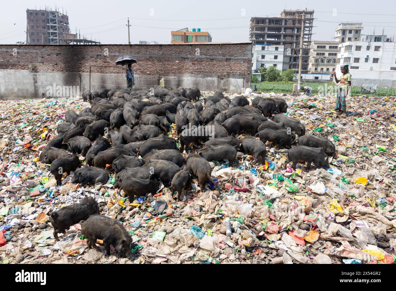 Narayanganj, Dhaka, Bangladesh. 07th May, 2024. The practice of rearing ...