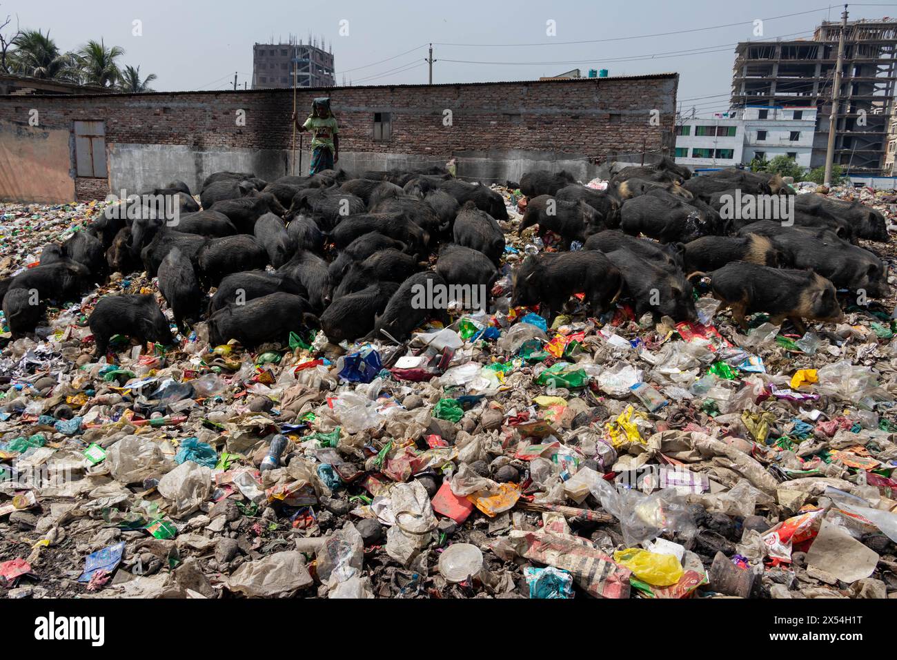 Feed pigs farm waste hi-res stock photography and images - Alamy