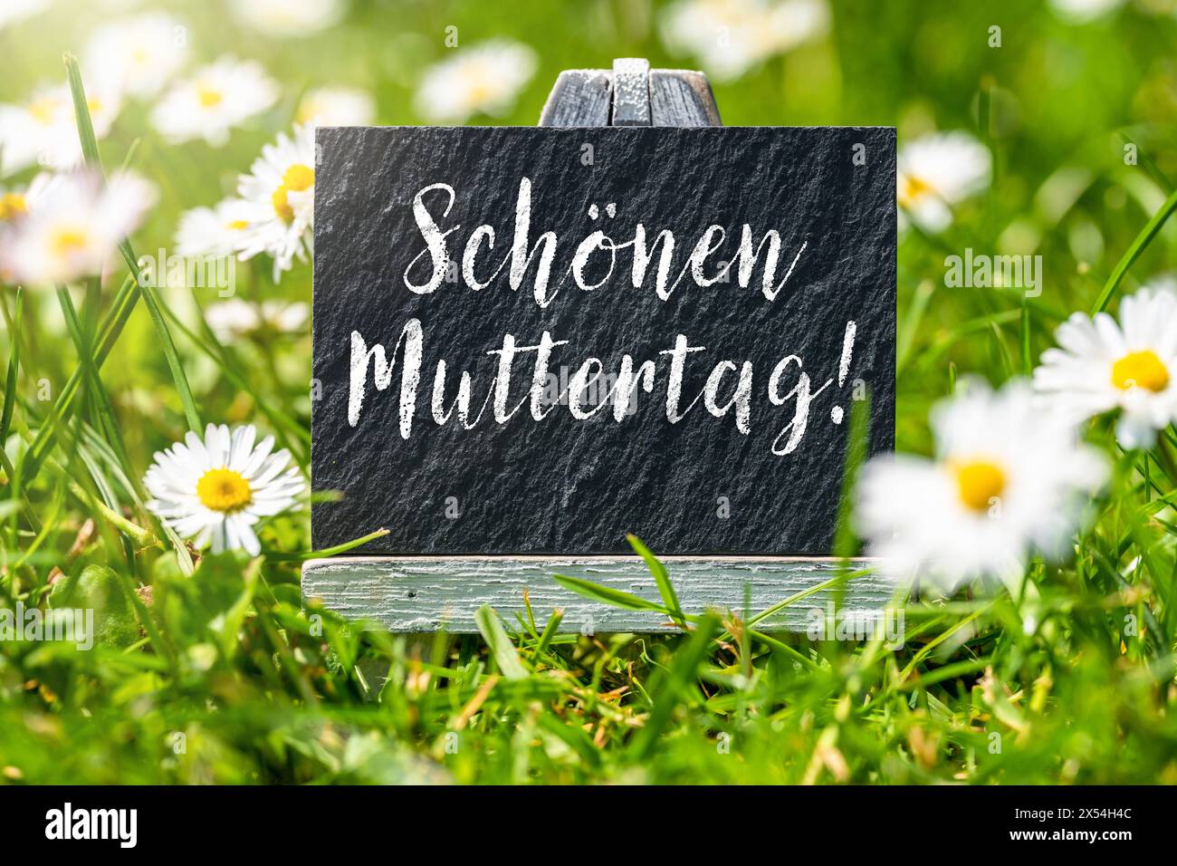 7 May 2024: A sign in a green meadow with daisies with the words: Happy ...