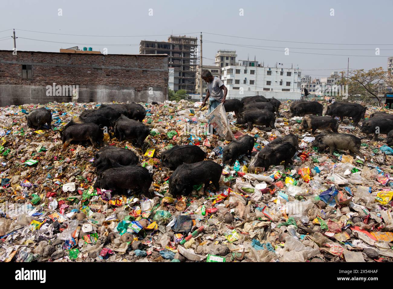Narayanganj, Dhaka, Bangladesh. 07th May, 2024. The practice of rearing ...