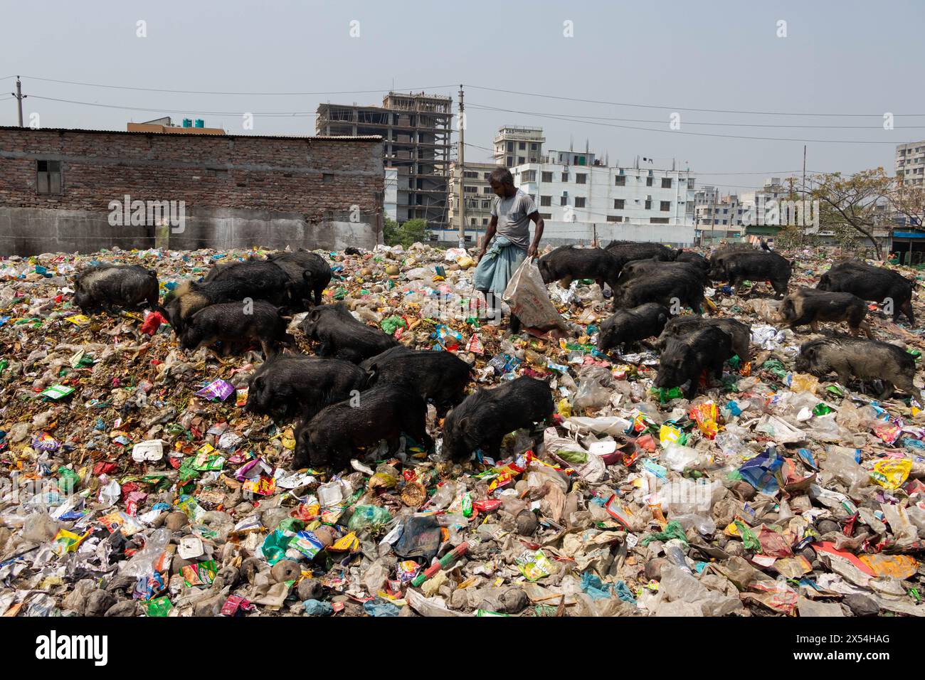 Narayanganj, Dhaka, Bangladesh. 07th May, 2024. The practice of rearing ...