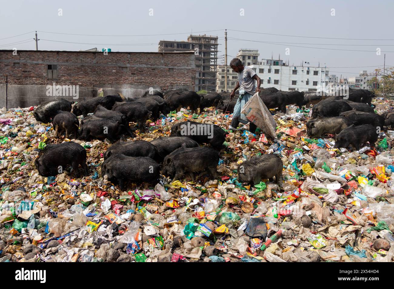 Narayanganj, Dhaka, Bangladesh. 07th May, 2024. The practice of rearing ...