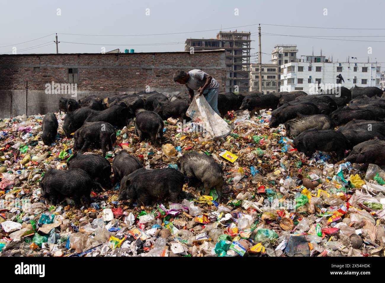 Narayanganj, Dhaka, Bangladesh. 07th May, 2024. The practice of rearing ...